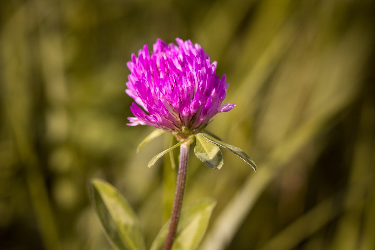 Rode klaver (Trifolium pratense): voordelen, werking en onderzoek – Lot ...