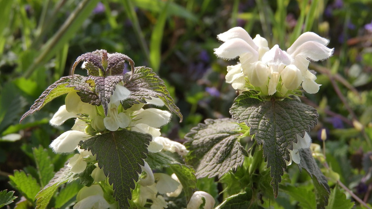 Witte dovenetel: wat is het en hoe wordt dit kruid gebruikt? – Lot of Herb